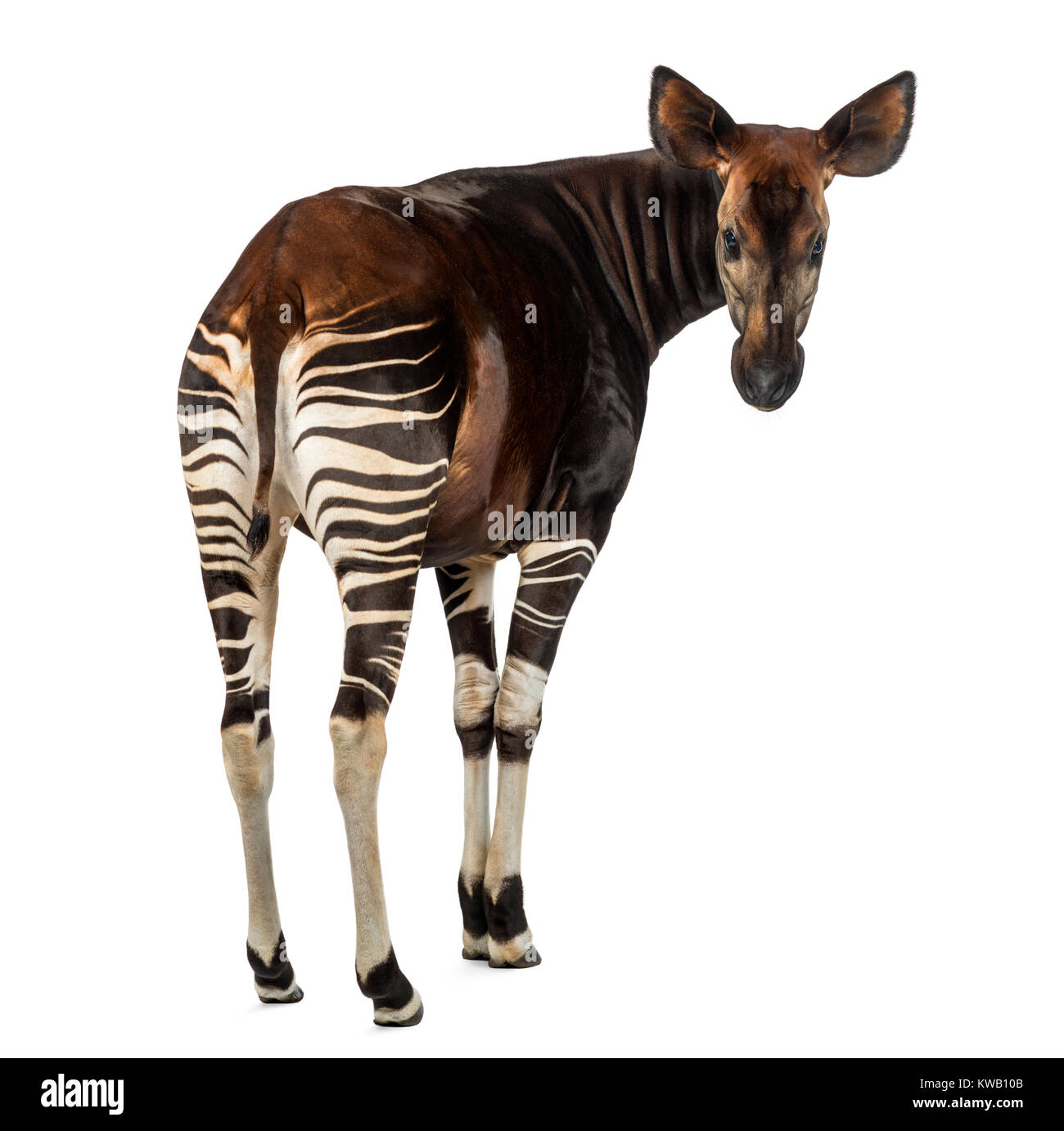 Rear view of an Okapi, looking back at the camera, Okapia johnstoni ...
