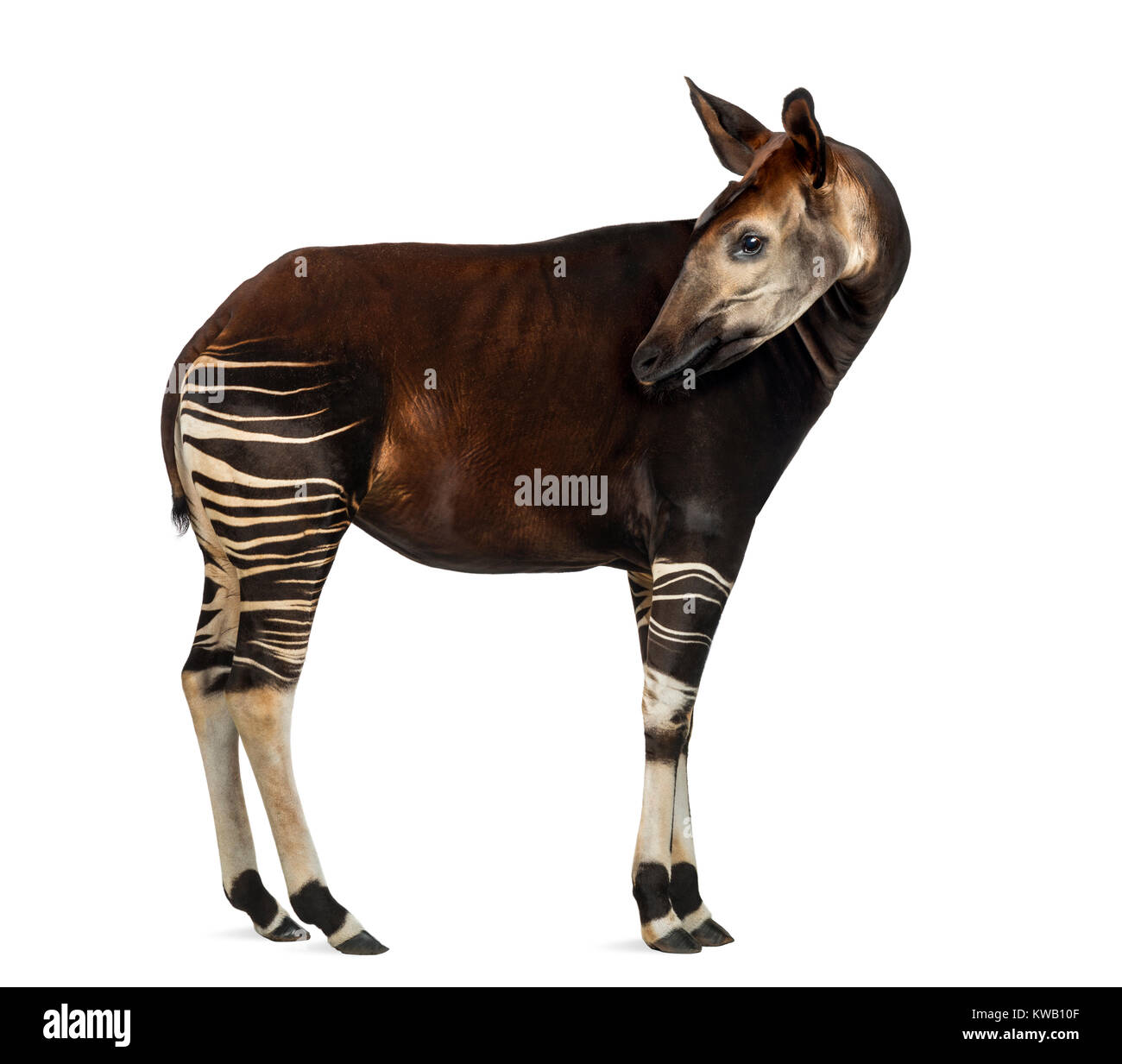 Side view of an Okapi standing, looking back, Okapia johnstoni ...