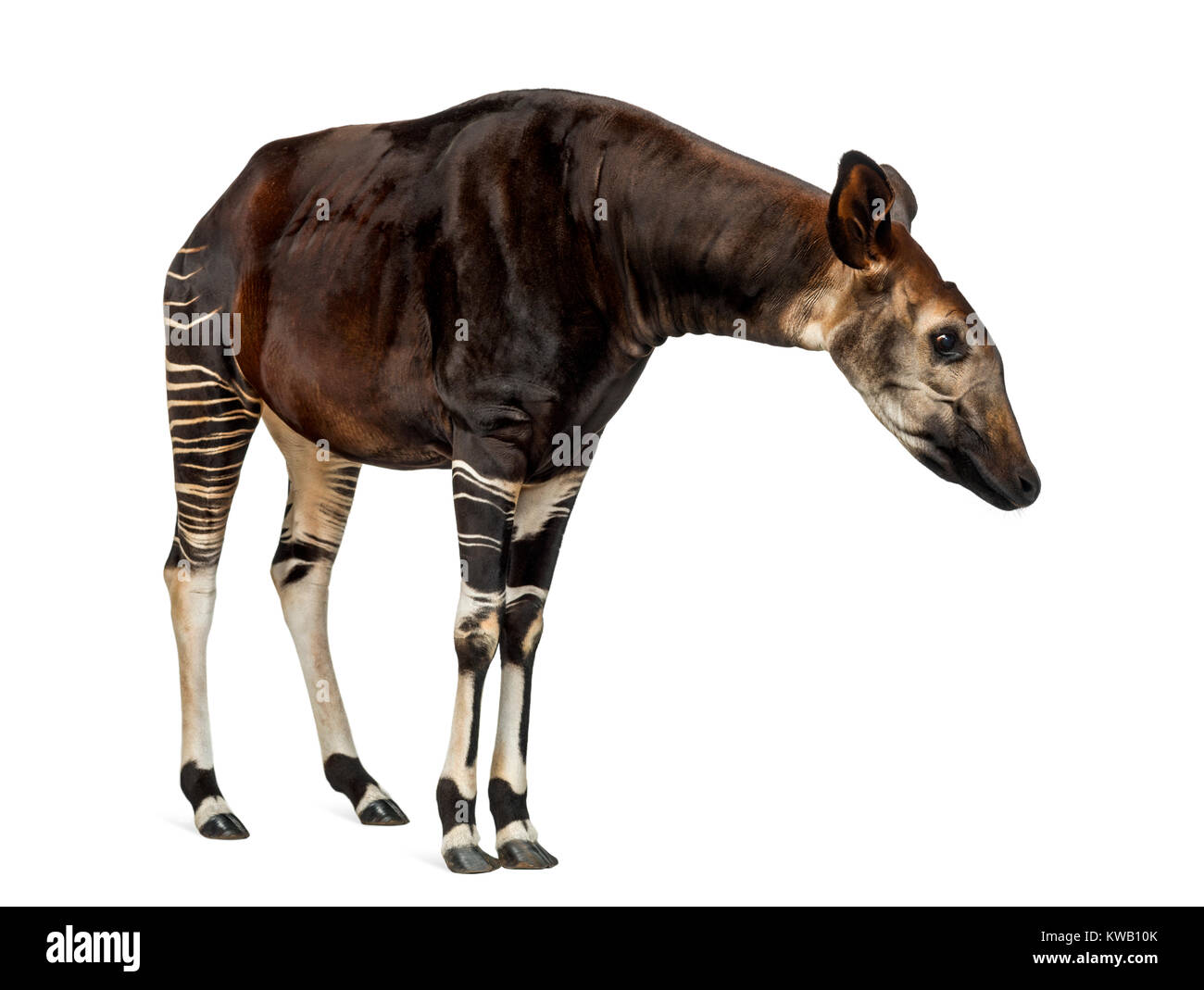 Female okapi hi-res stock photography and images - Alamy