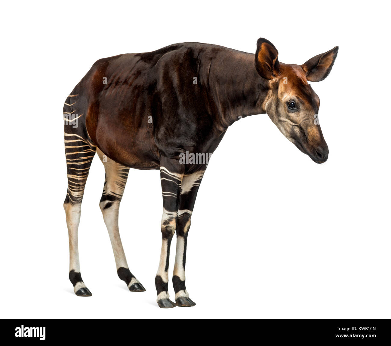 Female okapi hi-res stock photography and images - Alamy
