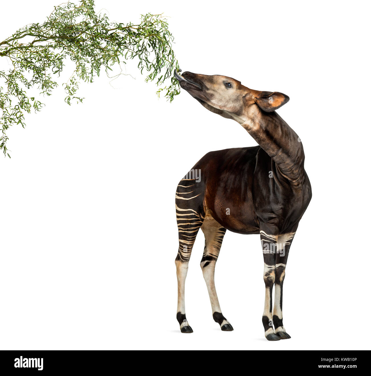 Okapi hi-res stock photography and images - Alamy