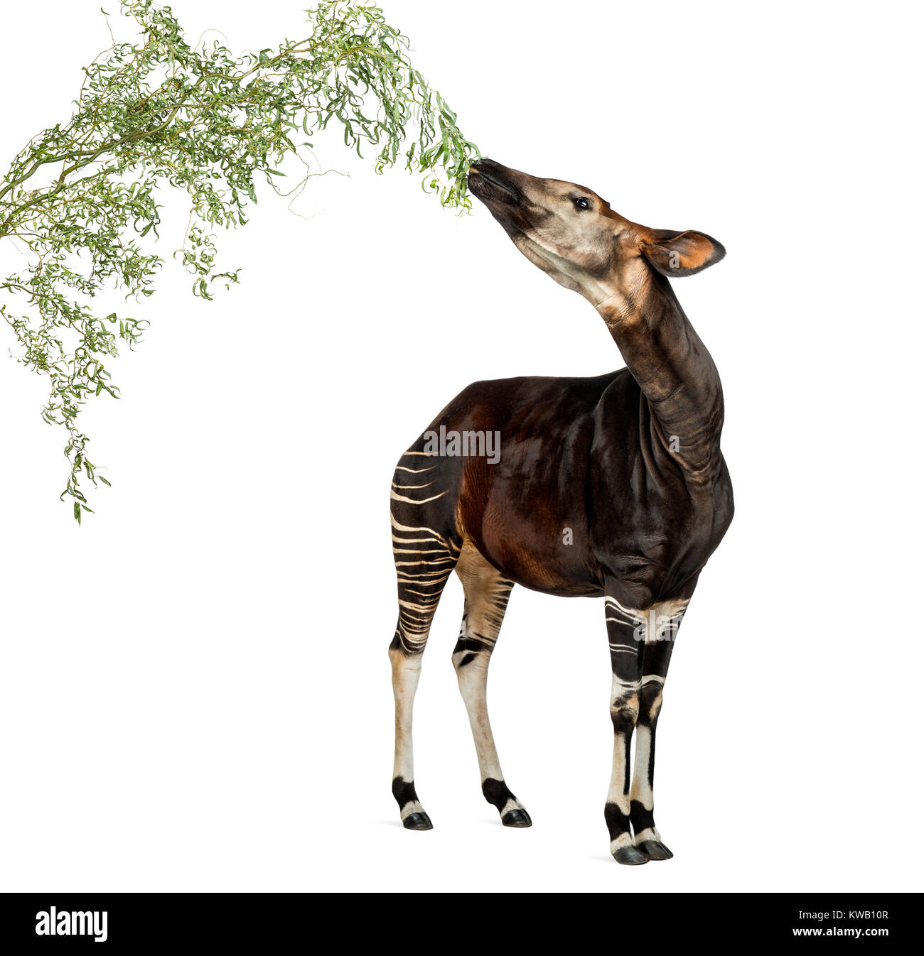 Female okapi hi-res stock photography and images - Alamy
