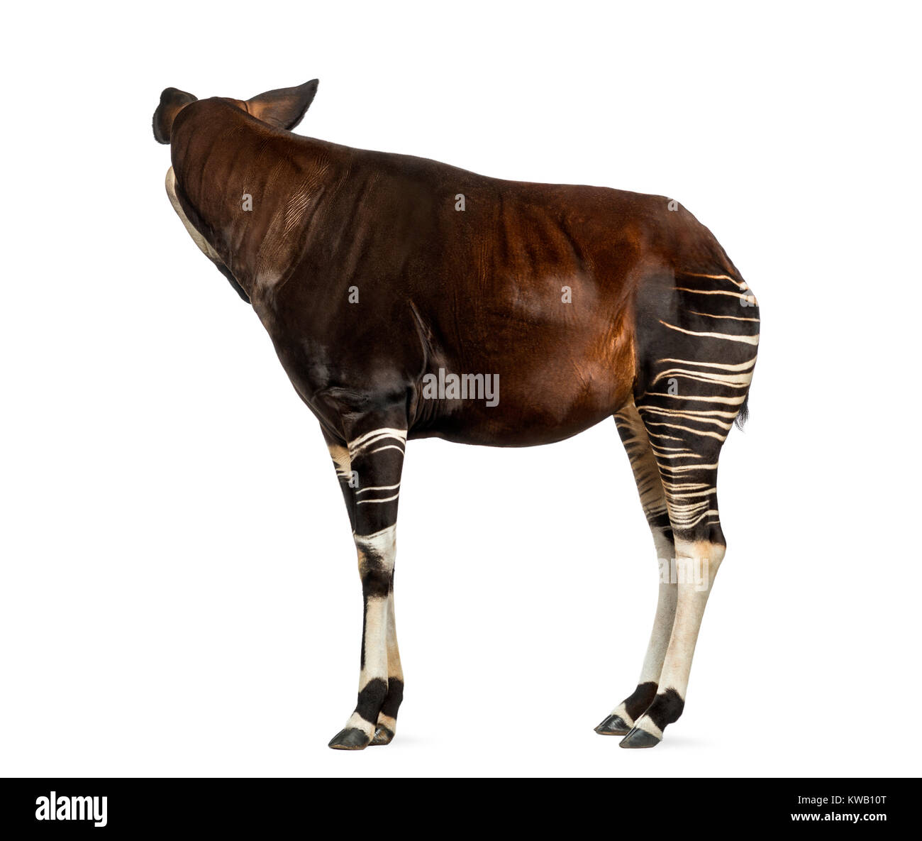 Side view of an Okapi standing, looking back, Okapia johnstoni ...