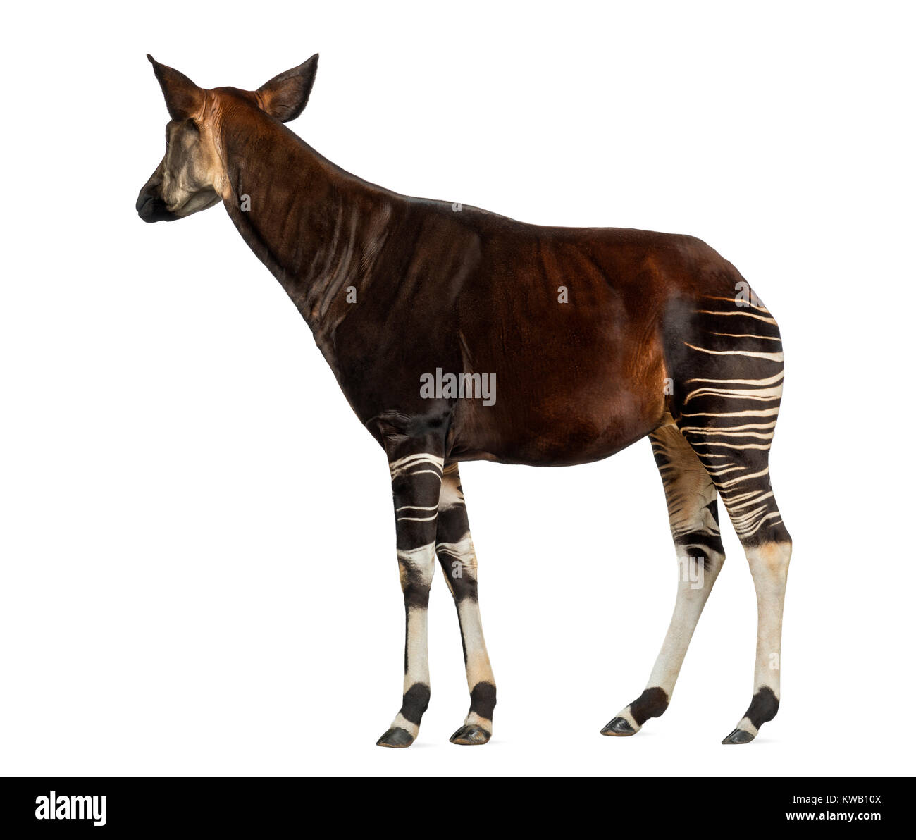 Ignore view side view Cut Out Stock Images & Pictures - Alamy