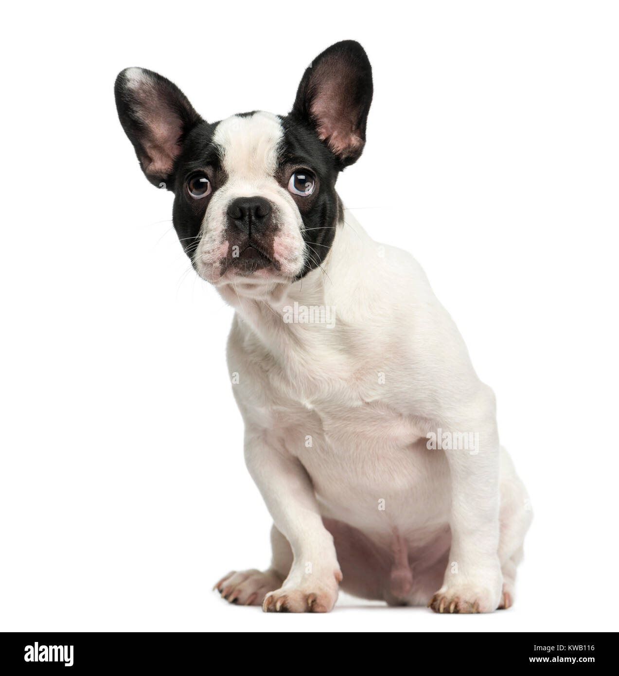 French bulldog puppy sitting, looking intimidated, 4 months old ...