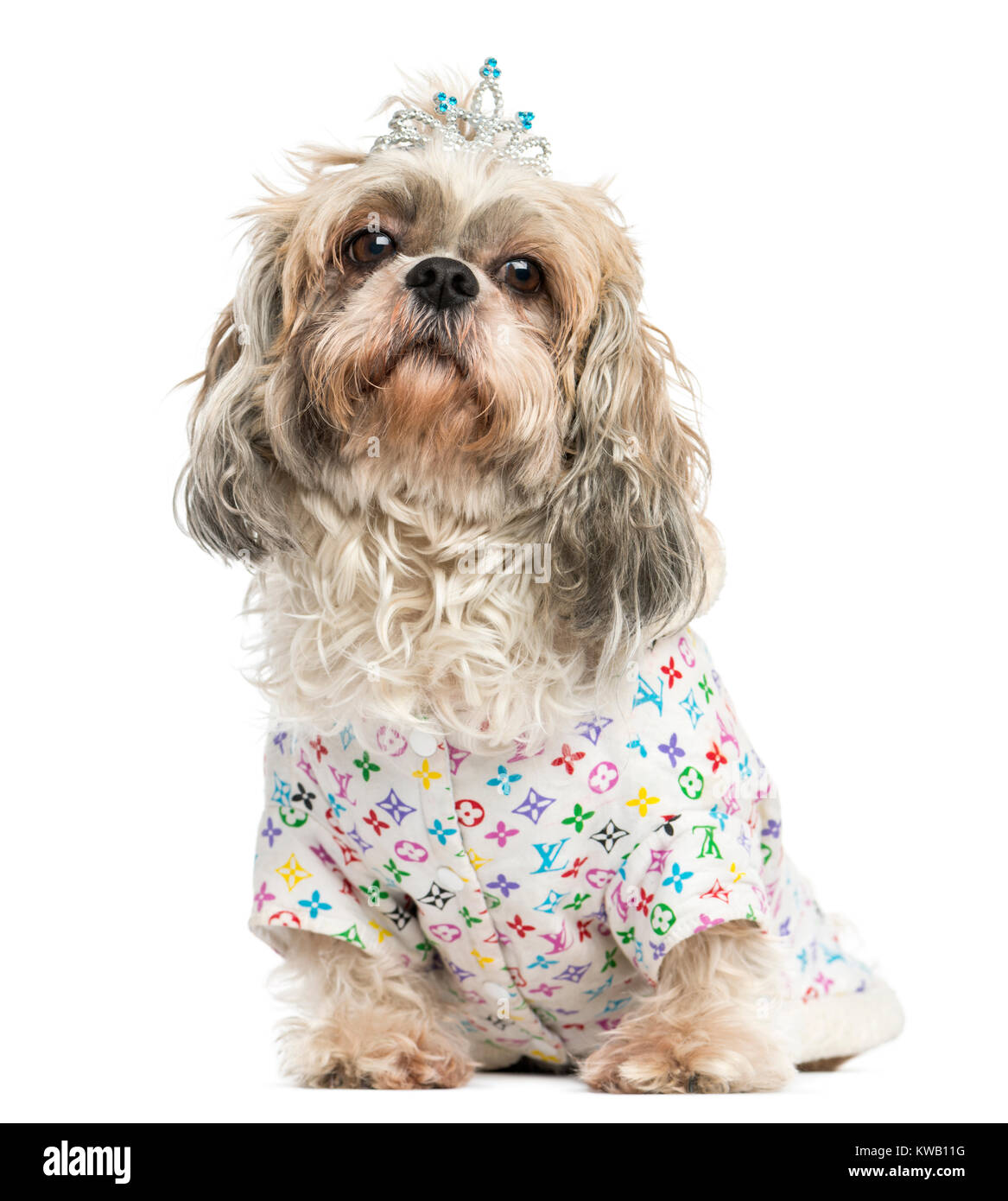 Dressed-up Shih Tzu wearing a diadem sitting, 4 years old, isolated on ...