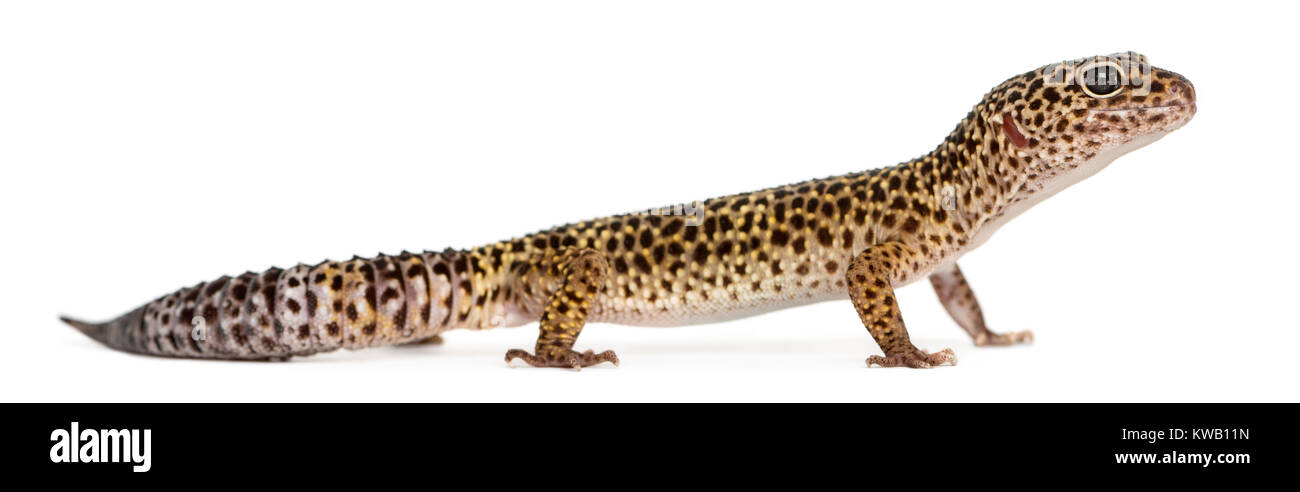 Side view of a Leopard gecko standing, Eublepharis macularius, isolated ...