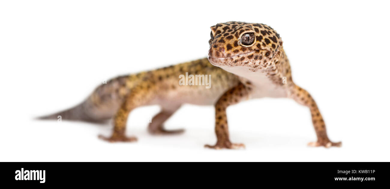 Leopard looking into camera Cut Out Stock Images & Pictures - Alamy