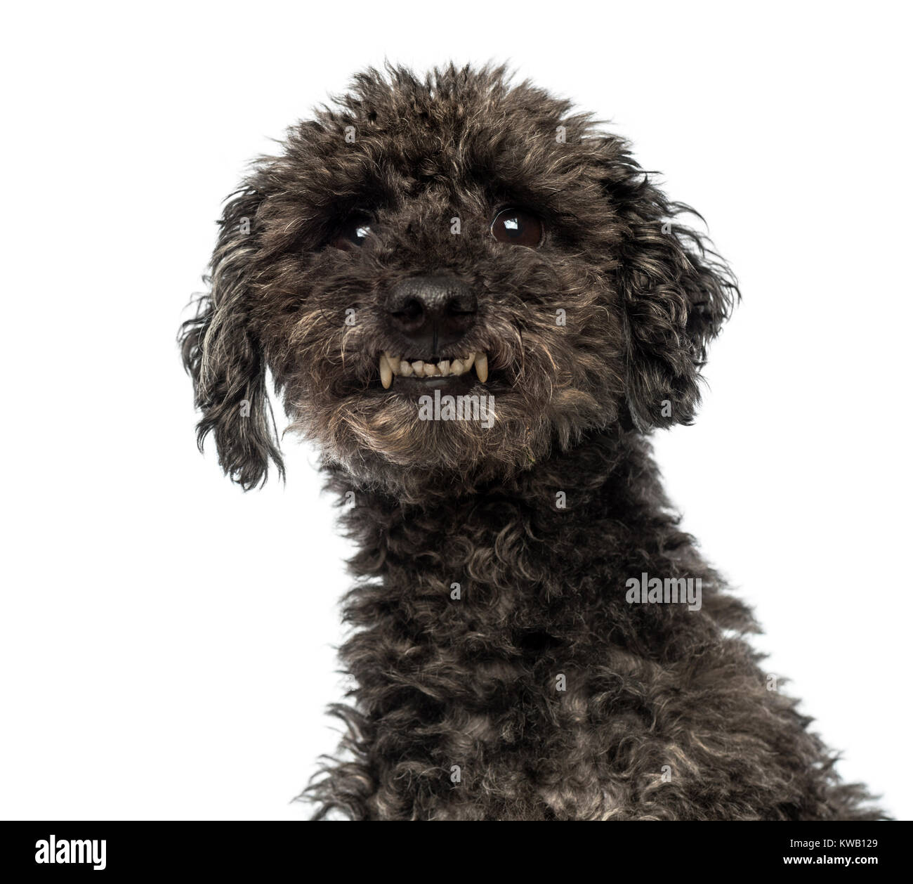 Prognathic hi-res stock photography and images - Alamy