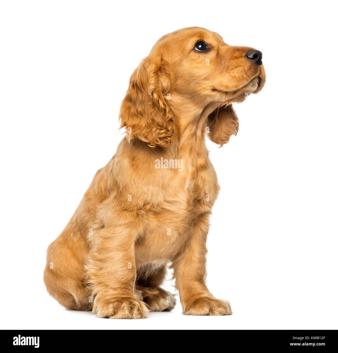 Cocker puppy sitting, looking up, isolated on white Stock Photo - Alamy
