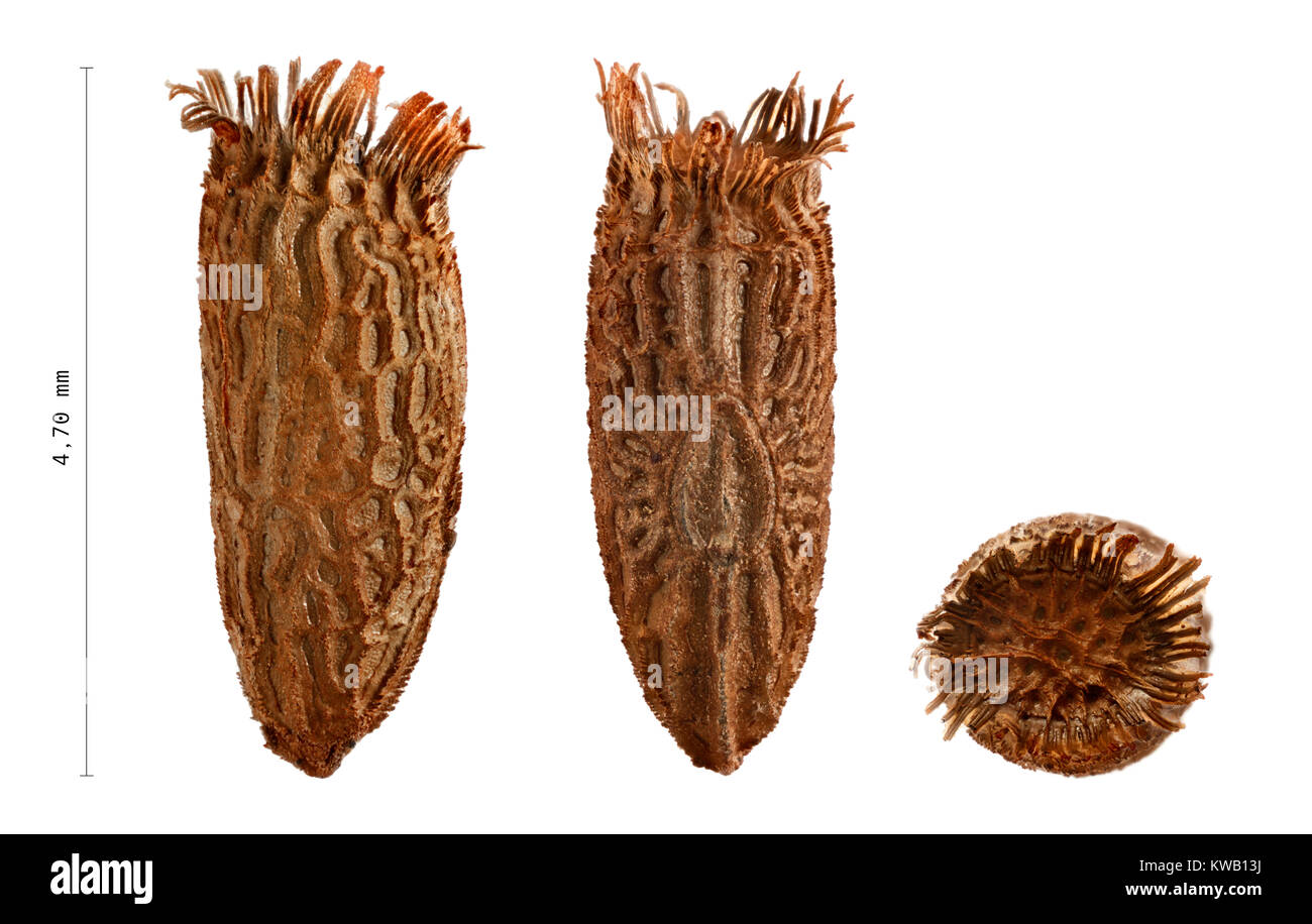 Flying stick hi-res stock photography and images - Alamy