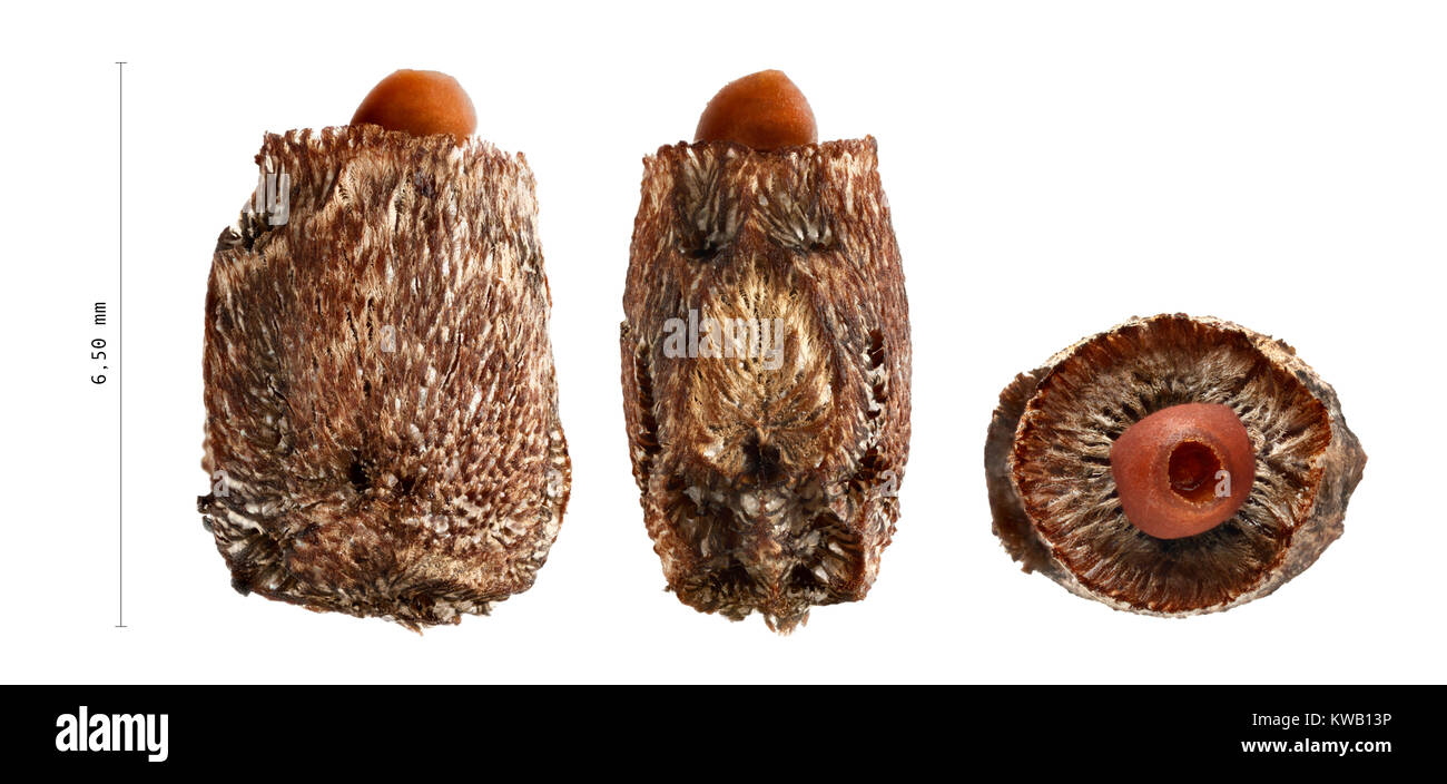 Goliath Stick Insect - Eurycnema goliath, isolated on white Stock Photo ...