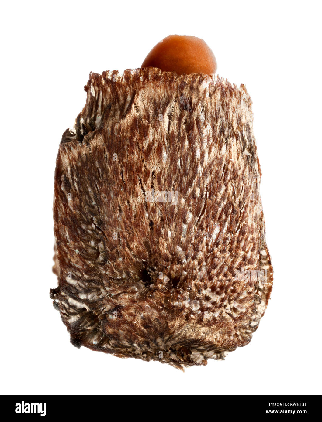 Goliath Stick Insect - Eurycnema goliath, isolated on white Stock Photo ...