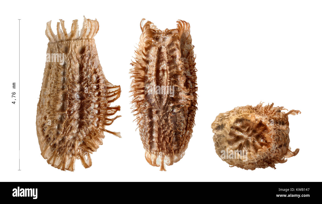 Egg of leaf insect - Phyllium philippinicum, isolated on white Stock ...