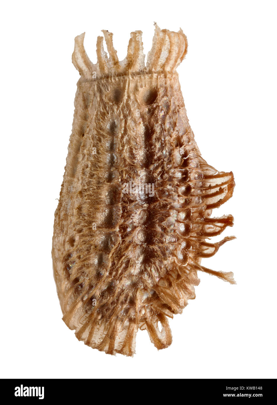 Egg of leaf insect - Phyllium philippinicum, isolated on white Stock ...
