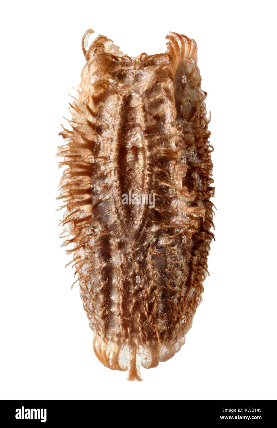 Egg of leaf insect - Phyllium philippinicum, isolated on white Stock ...