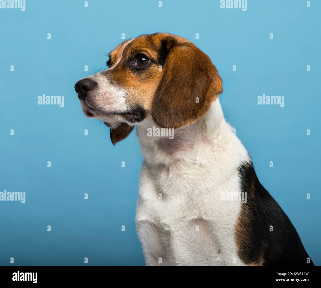 Beagle, headshot, blue background Stock Photo - Alamy