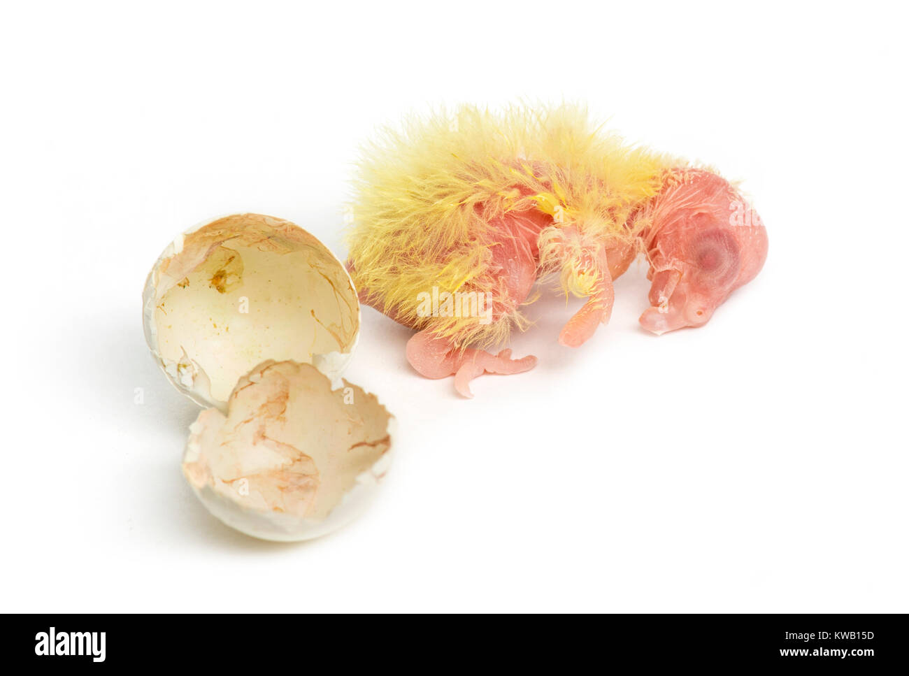 Cockatiel baby hi-res stock photography and images - Alamy