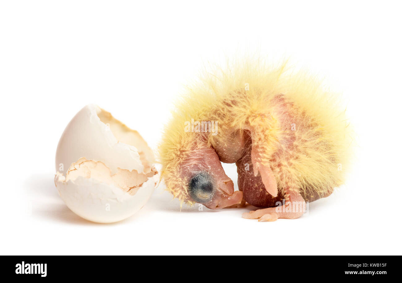 Fluffy Cockatiel