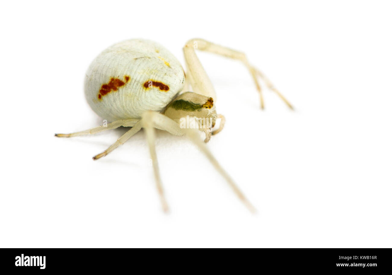 Golden Crab Spider, Misumena vatia in front of a white background Stock ...