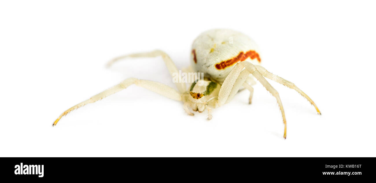 Golden Crab Spider, Misumena vatia in front of a white background Stock ...