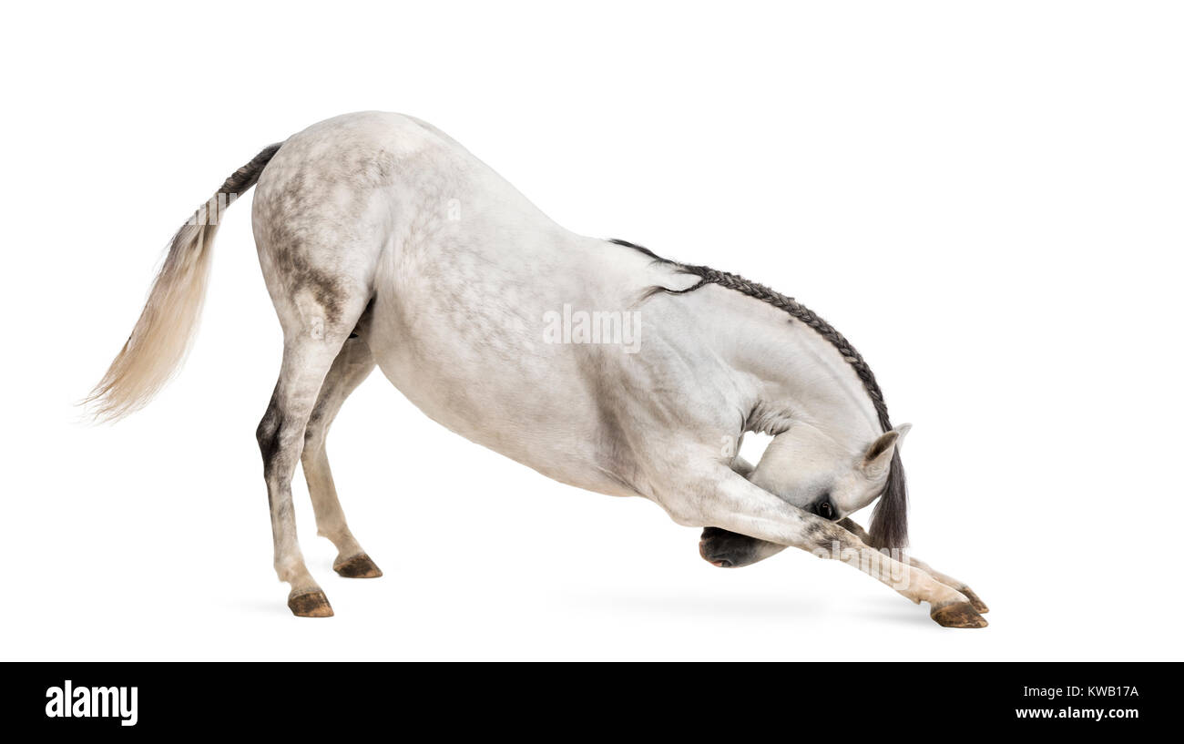 Andalusian horse bowing Stock Photo - Alamy