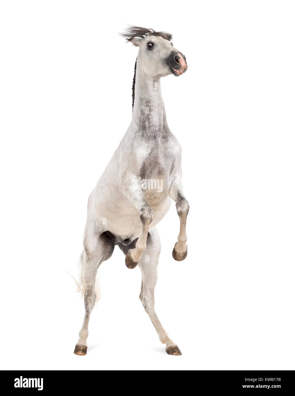 White Horse Rearing Front