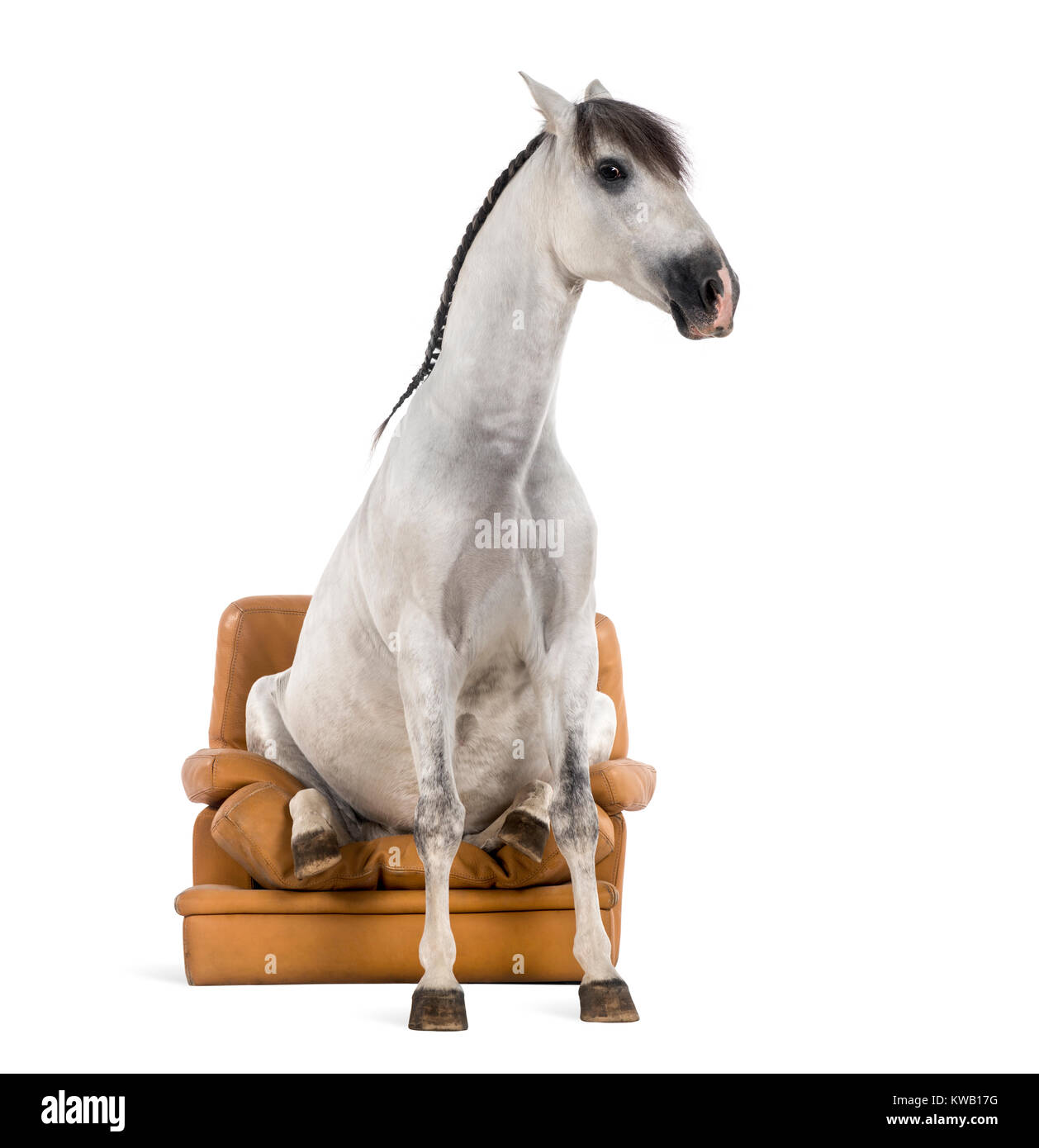 Andalusian horse sitting on an armchair Stock Photo - Alamy