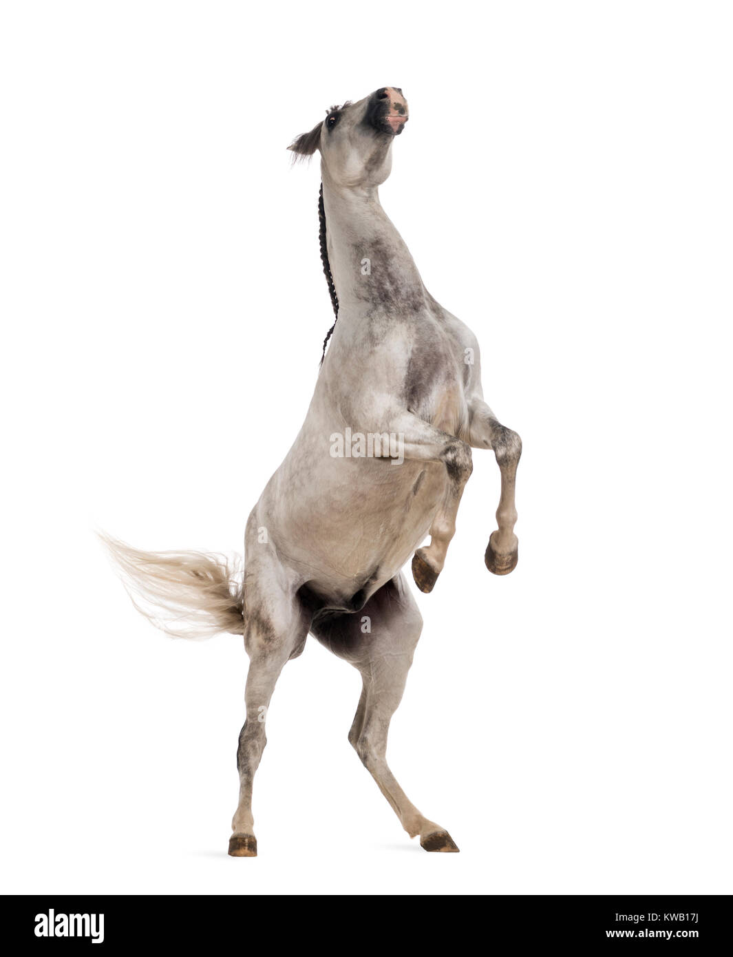 Rearing andalusian horse hi-res stock photography and images - Alamy