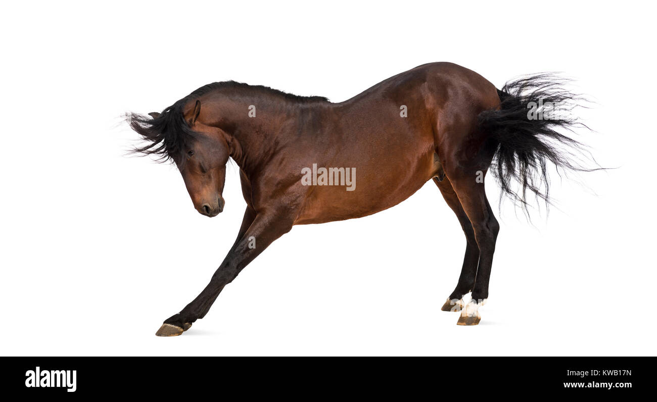 Andalusian horse bowing Stock Photo - Alamy