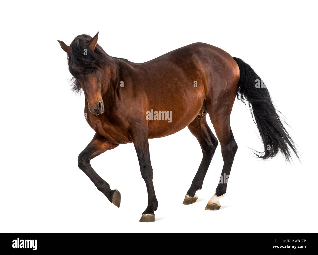 Spanish dancing horse hi-res stock photography and images - Alamy