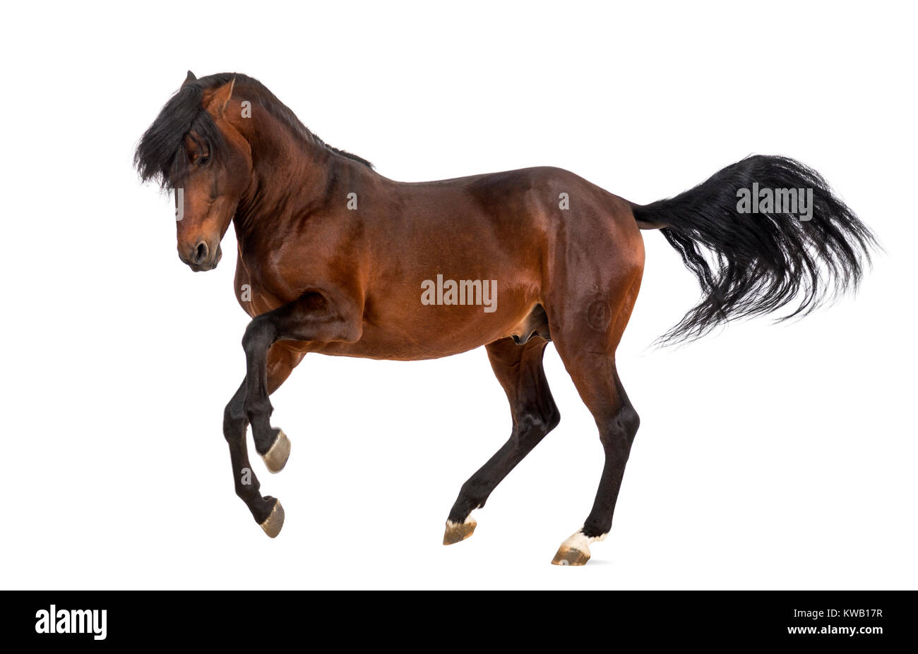 Spanish dancing horse hi-res stock photography and images - Alamy
