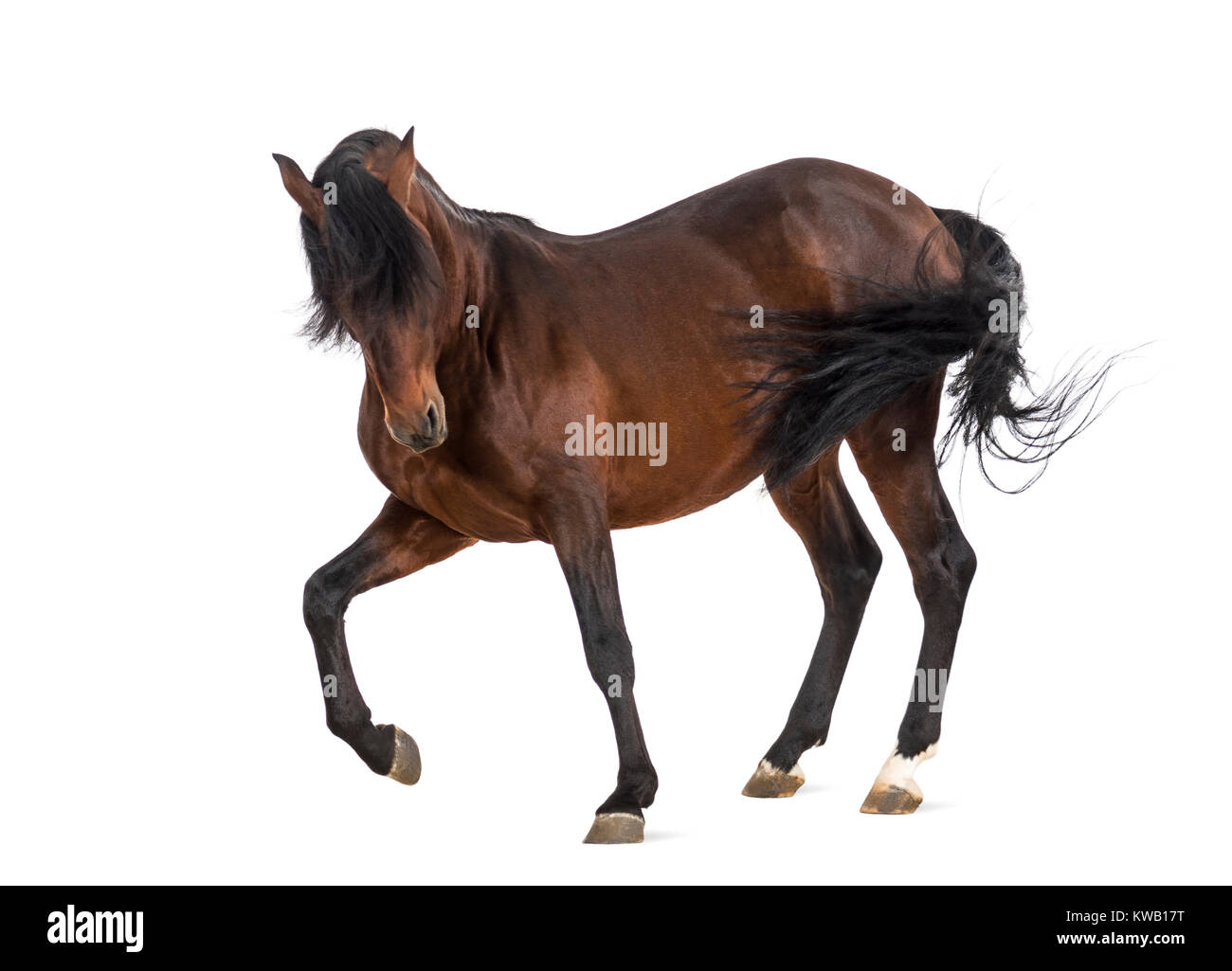 Spanish dancing horse hi-res stock photography and images - Alamy