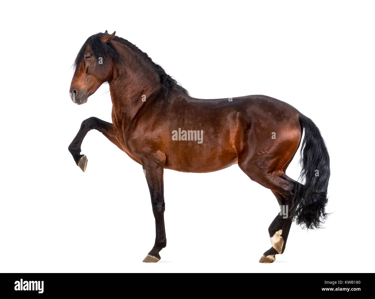 Andalusian horse performing Spanish walk Stock Photo - Alamy