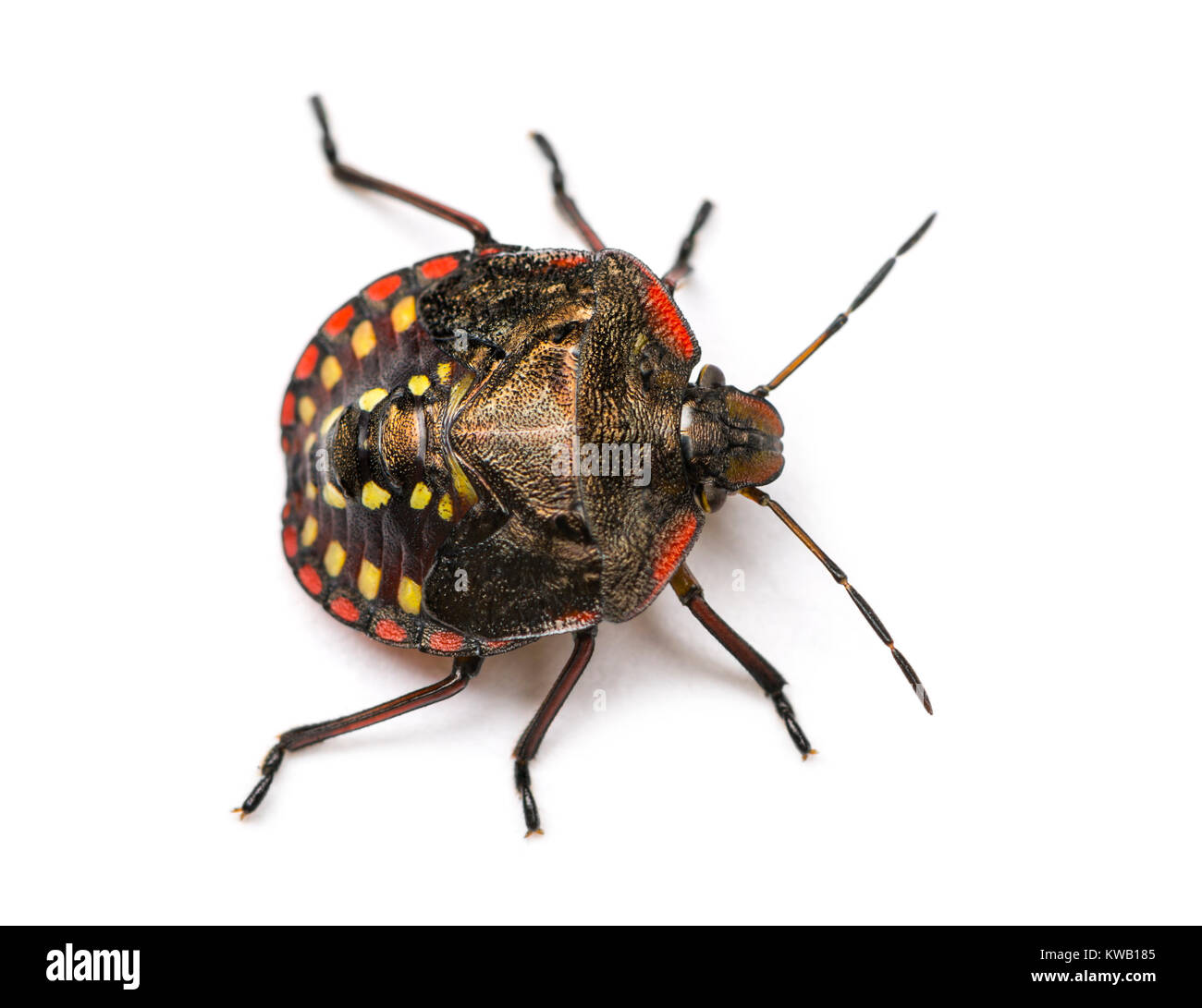 Nezara Viridula Stock Photos & Nezara Viridula Stock Images - Alamy