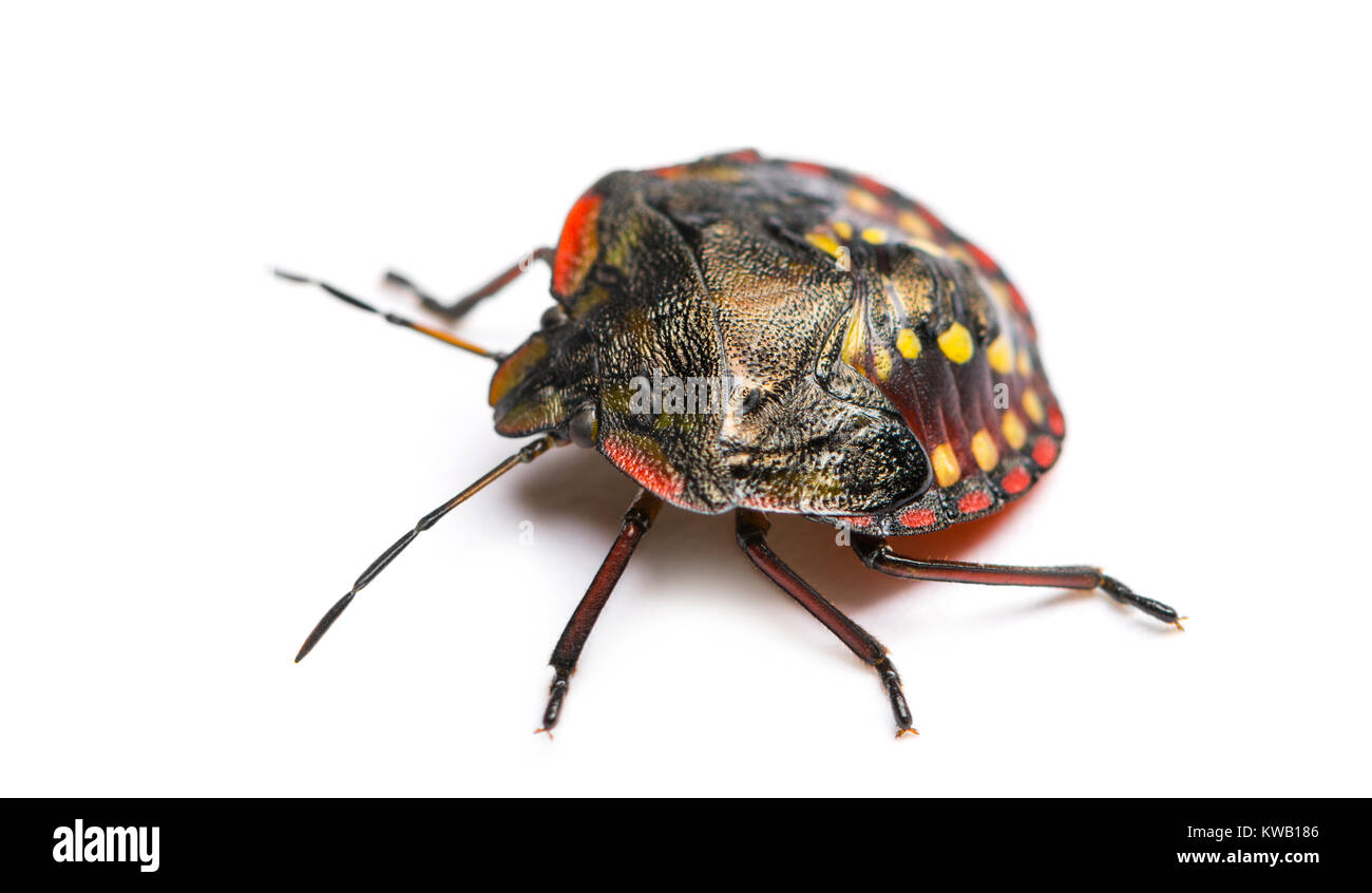 Southern bug Cut Out Stock Images & Pictures - Alamy