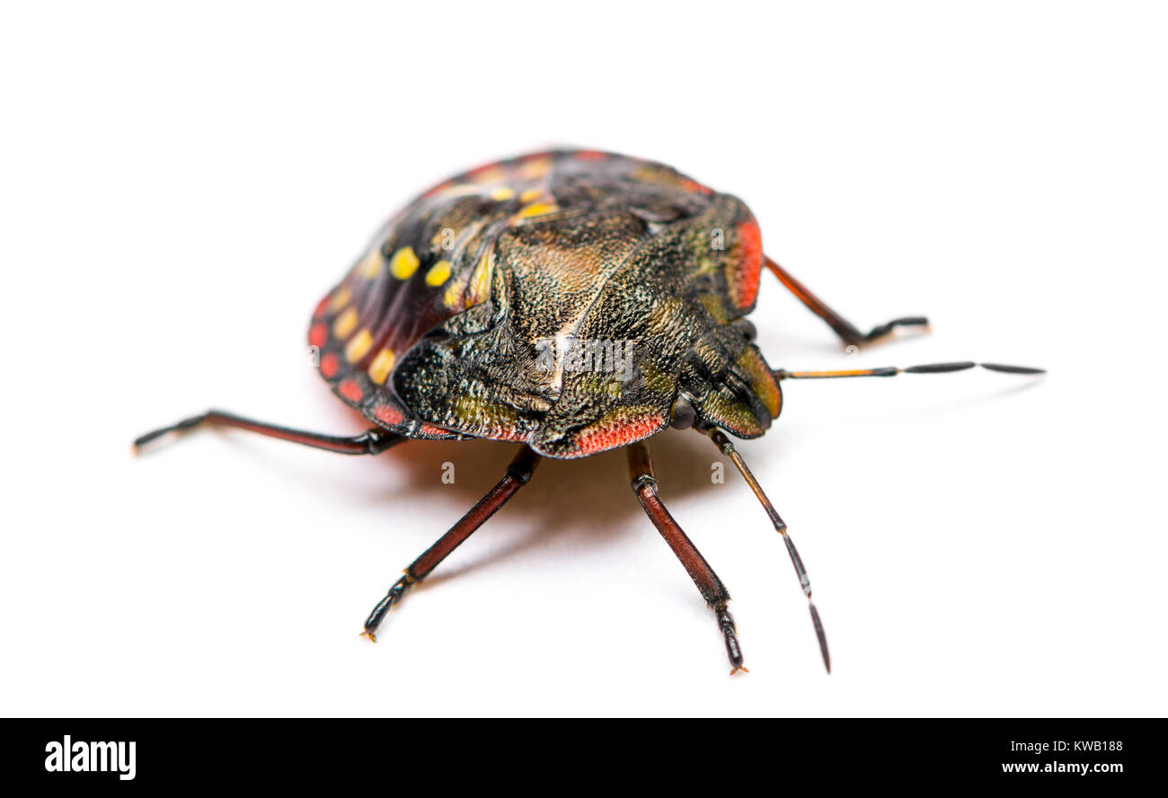 Southern bug Cut Out Stock Images & Pictures - Alamy