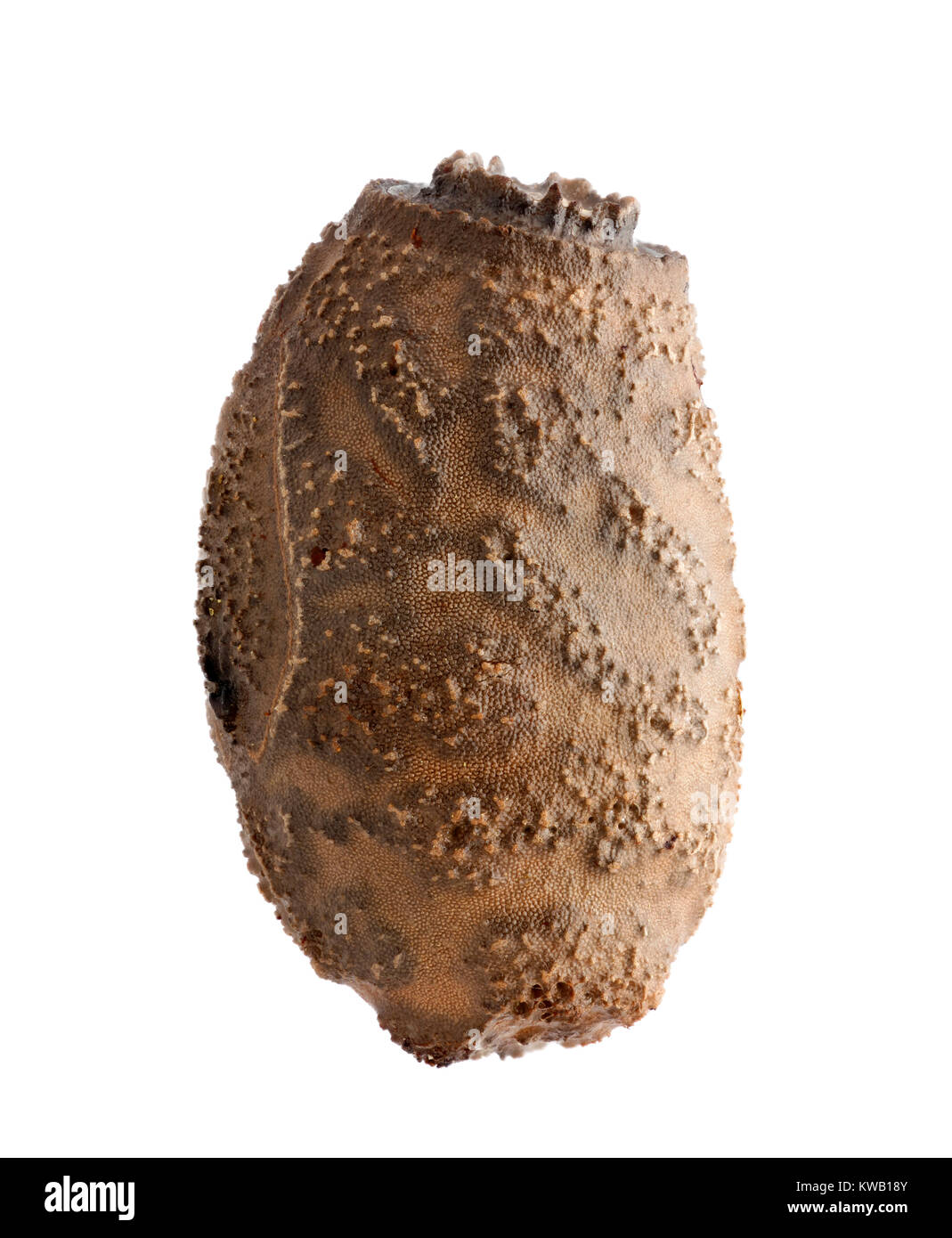 Egg of stick insect - Diapherodes gigantea 5.3 mm Stock Photo - Alamy