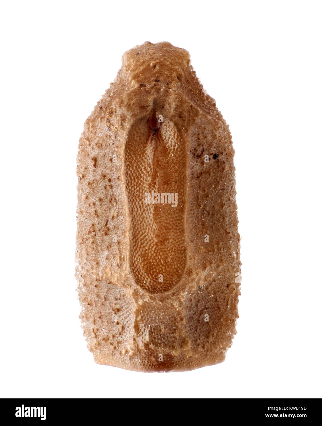 Periphetes graniferum hi-res stock photography and images - Alamy