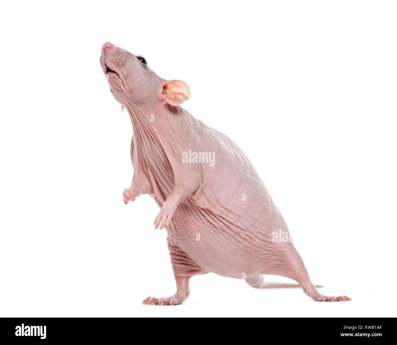 Hairless rat Cut Out Stock Images & Pictures - Alamy