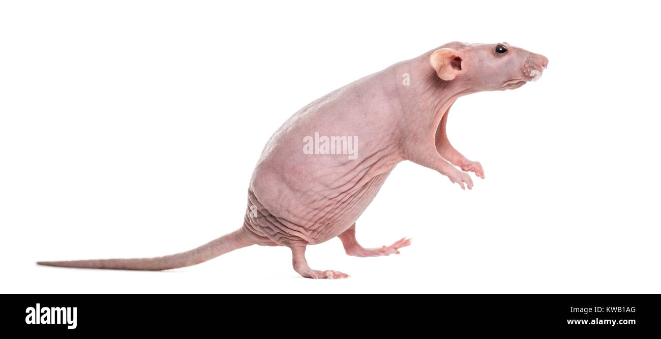 Hairless white rat Cut Out Stock Images & Pictures - Alamy