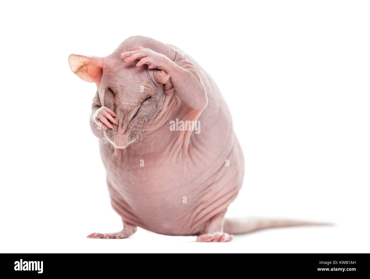Rat cleaning hi-res stock photography and images - Alamy