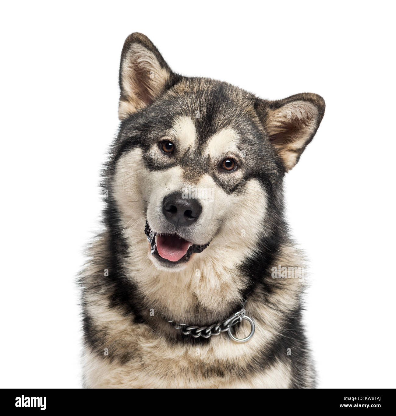 Husky headshot hi-res stock photography and images - Alamy