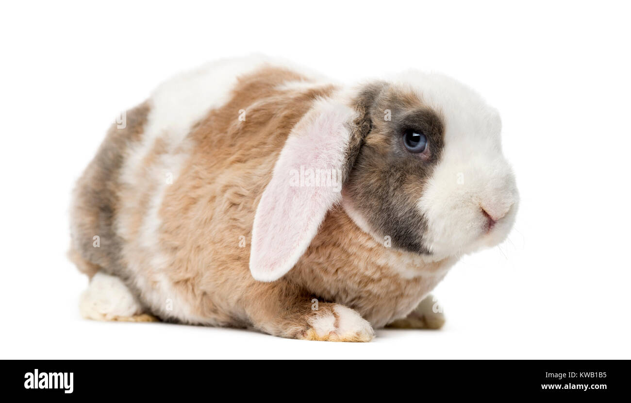 Rabbit in front of a white background Stock Photo - Alamy