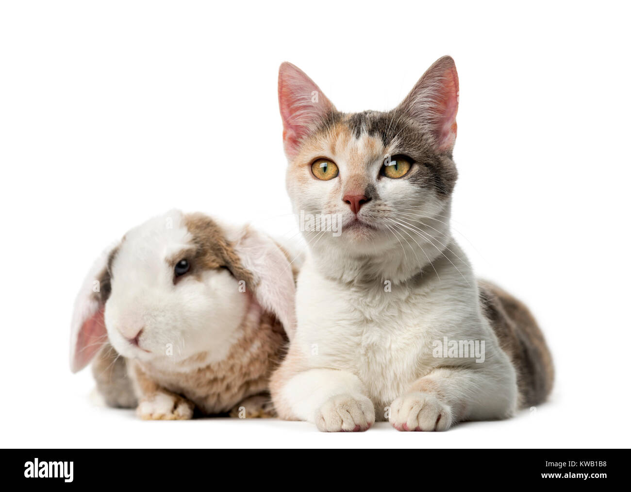 Cat and rabbit in front of a white background Stock Photo - Alamy