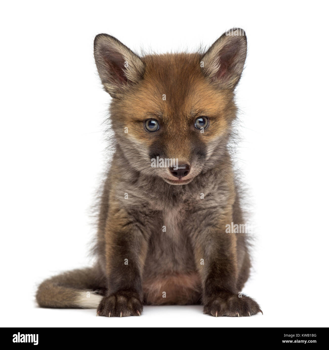 Fox cub (7 weeks old) sitting in front of a white background Stock ...