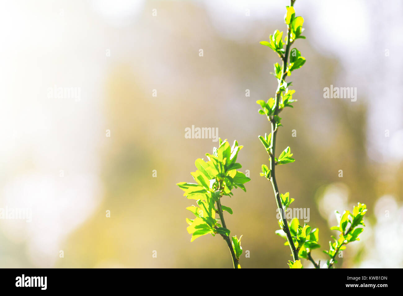 Young spring tree branches Stock Photo - Alamy