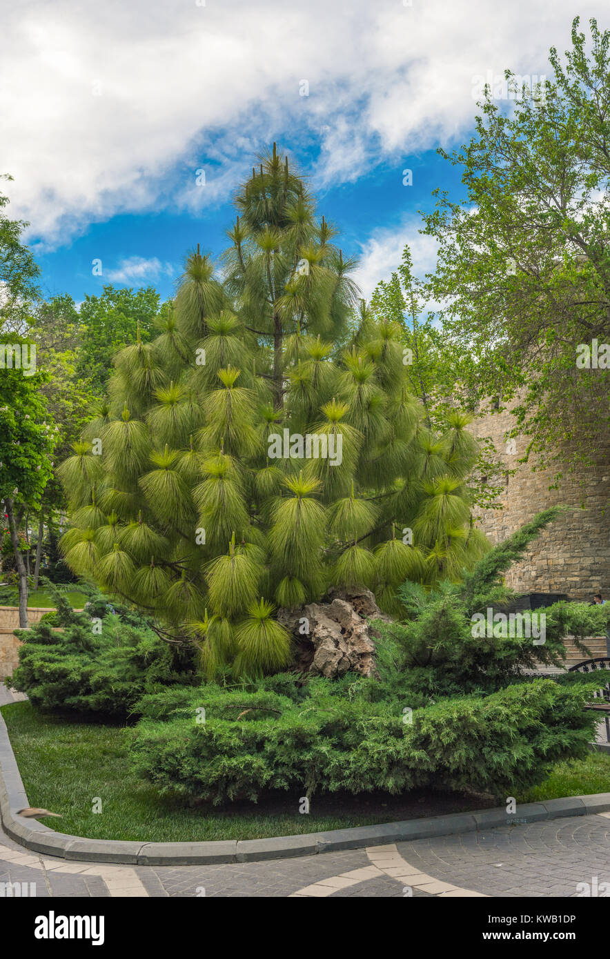 Pine tree in park Stock Photo - Alamy