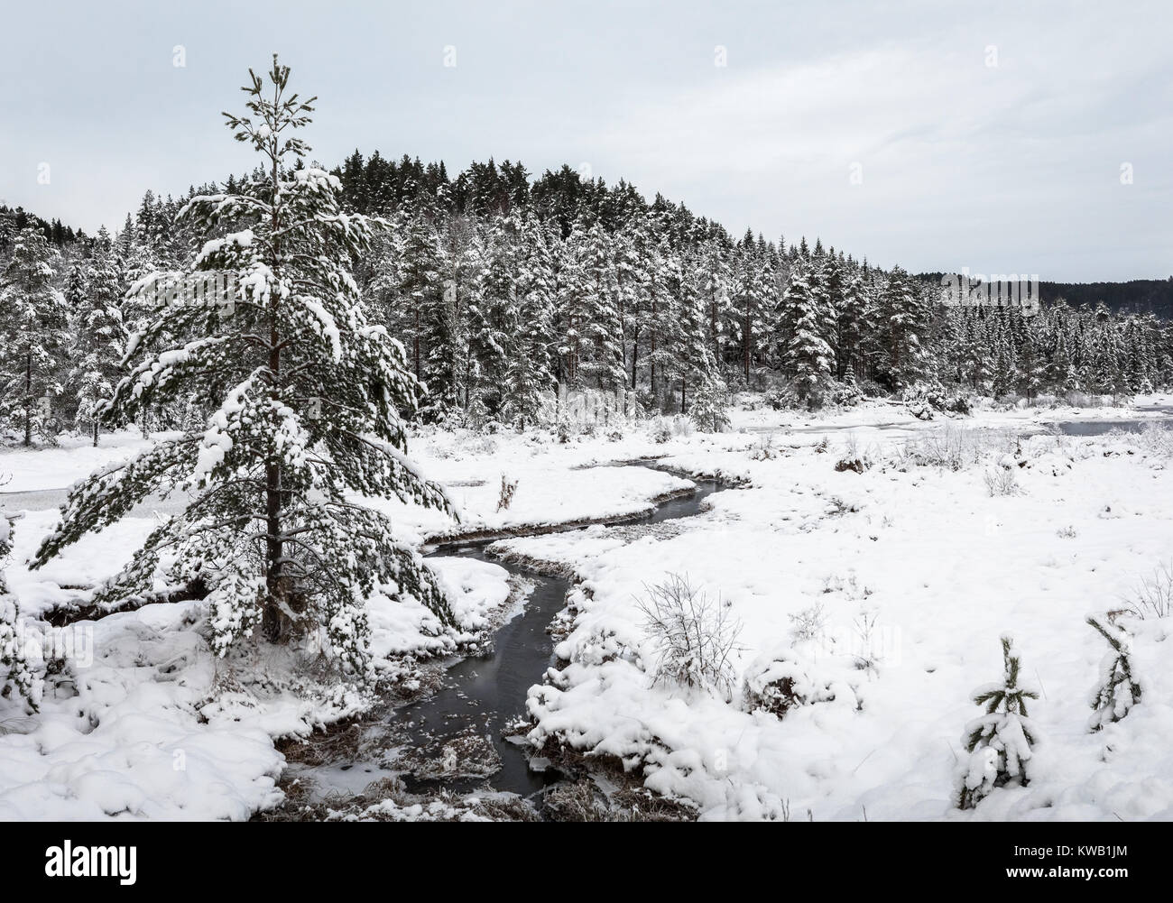 Norwegian pine covered hill hi-res stock photography and images - Alamy