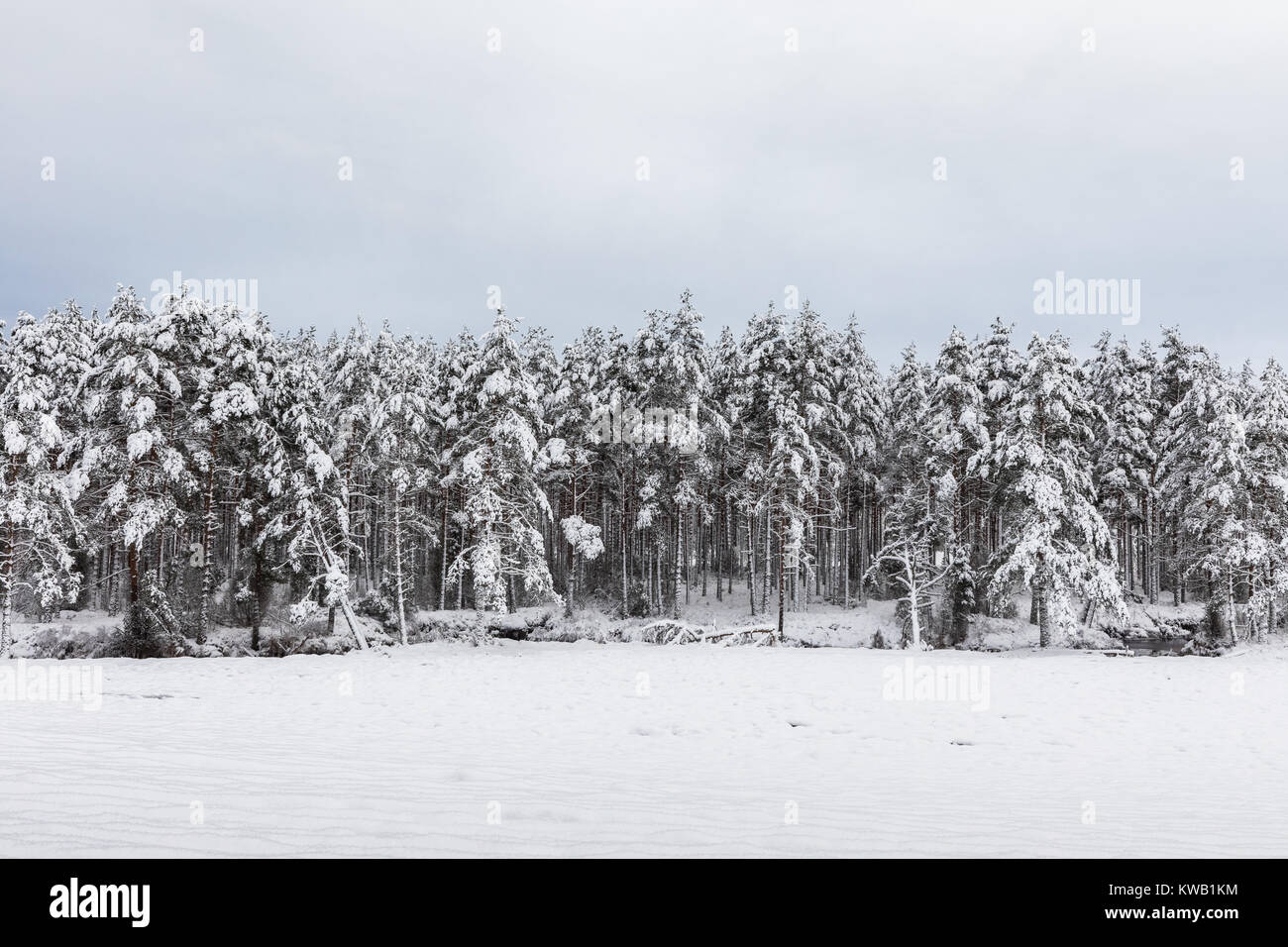 Snow covered Scandinavian pinewood forest with pine trees, Pinus ...